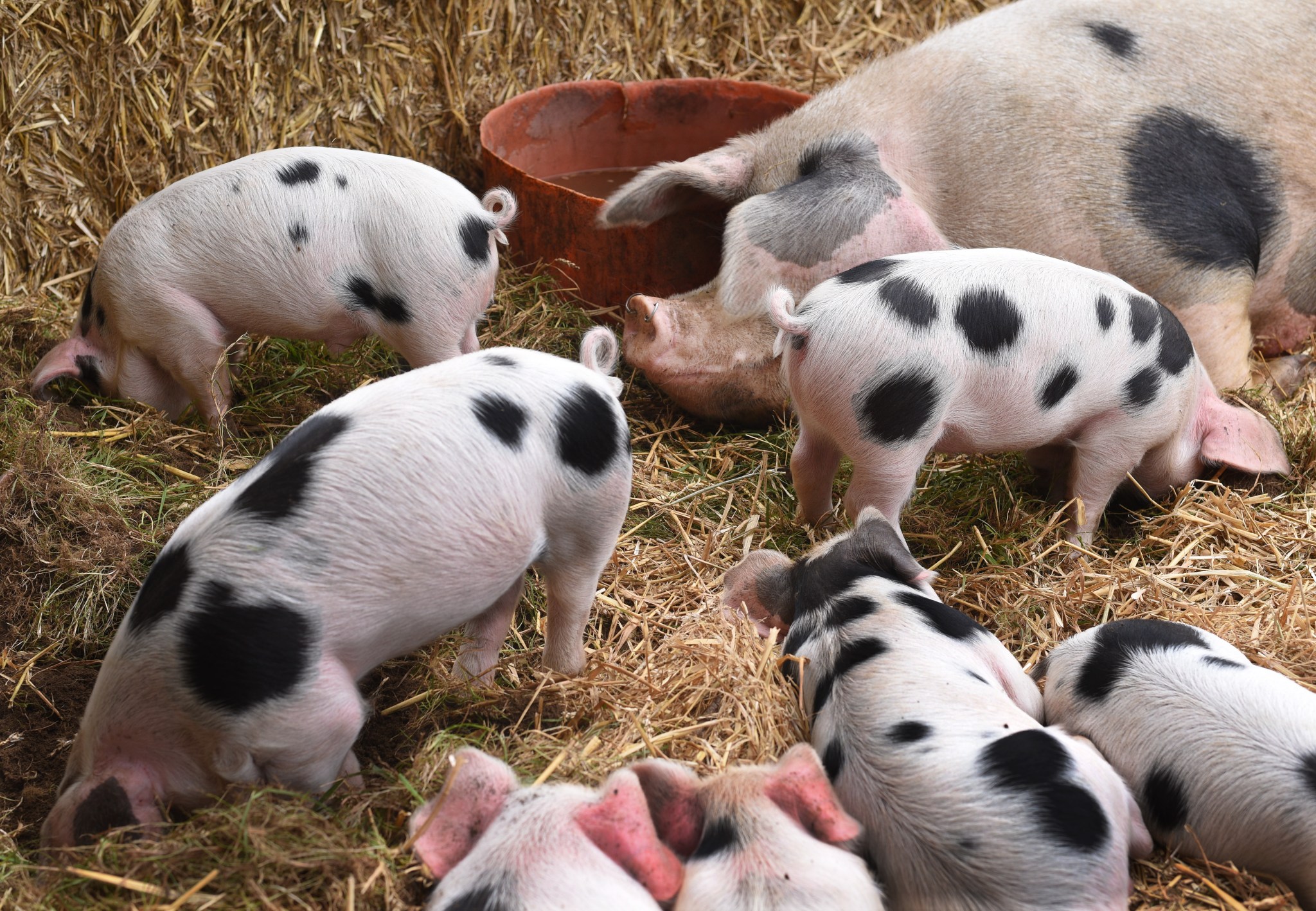 Living Working Countryside Trade – Frampton Country Fair