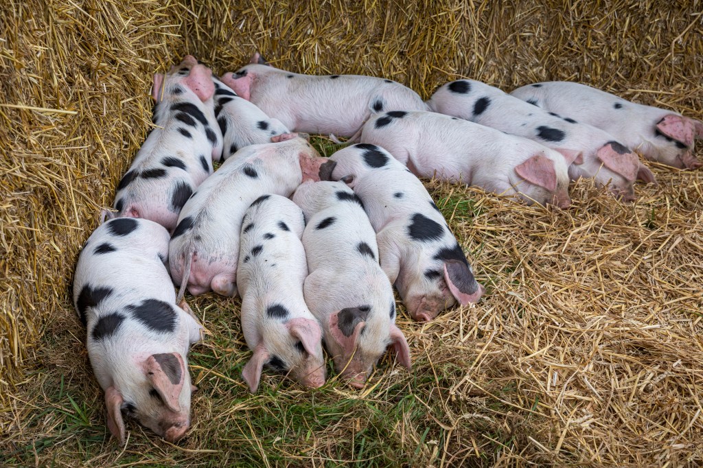 Living Working Countryside – Frampton Country Fair