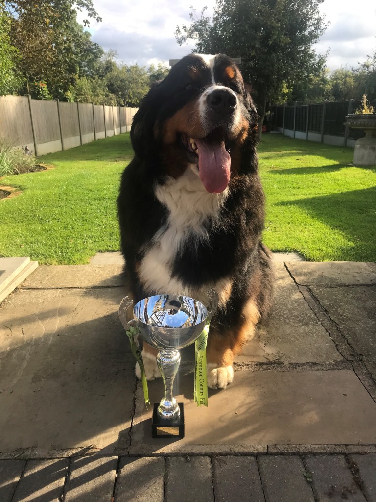 Dog Events – Frampton Country Fair